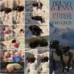 House of Onyx Boxers – Houston TX Boxer Breeder