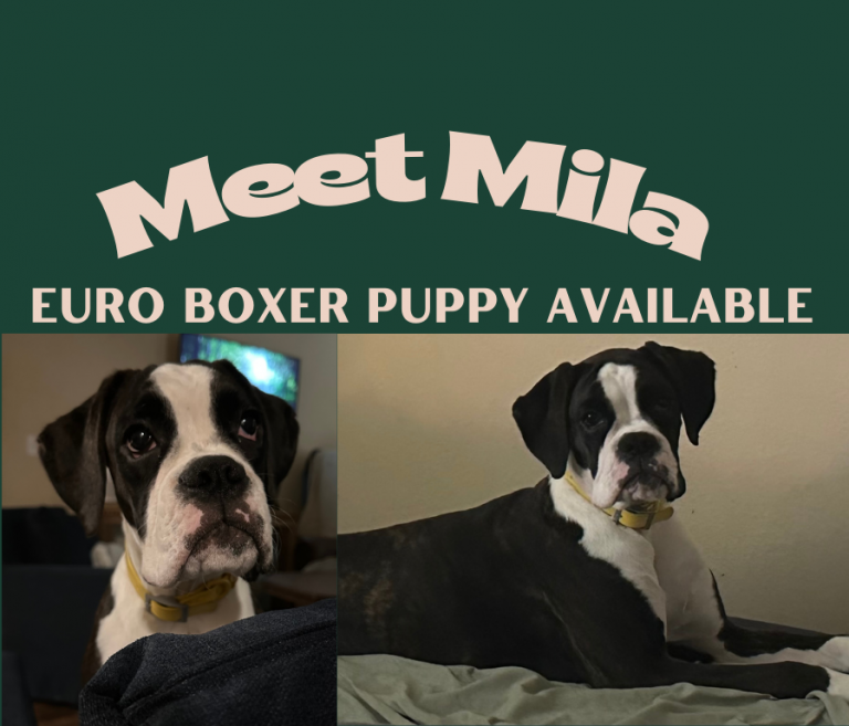 House of Onyx Boxers – Houston TX Boxer Breeder