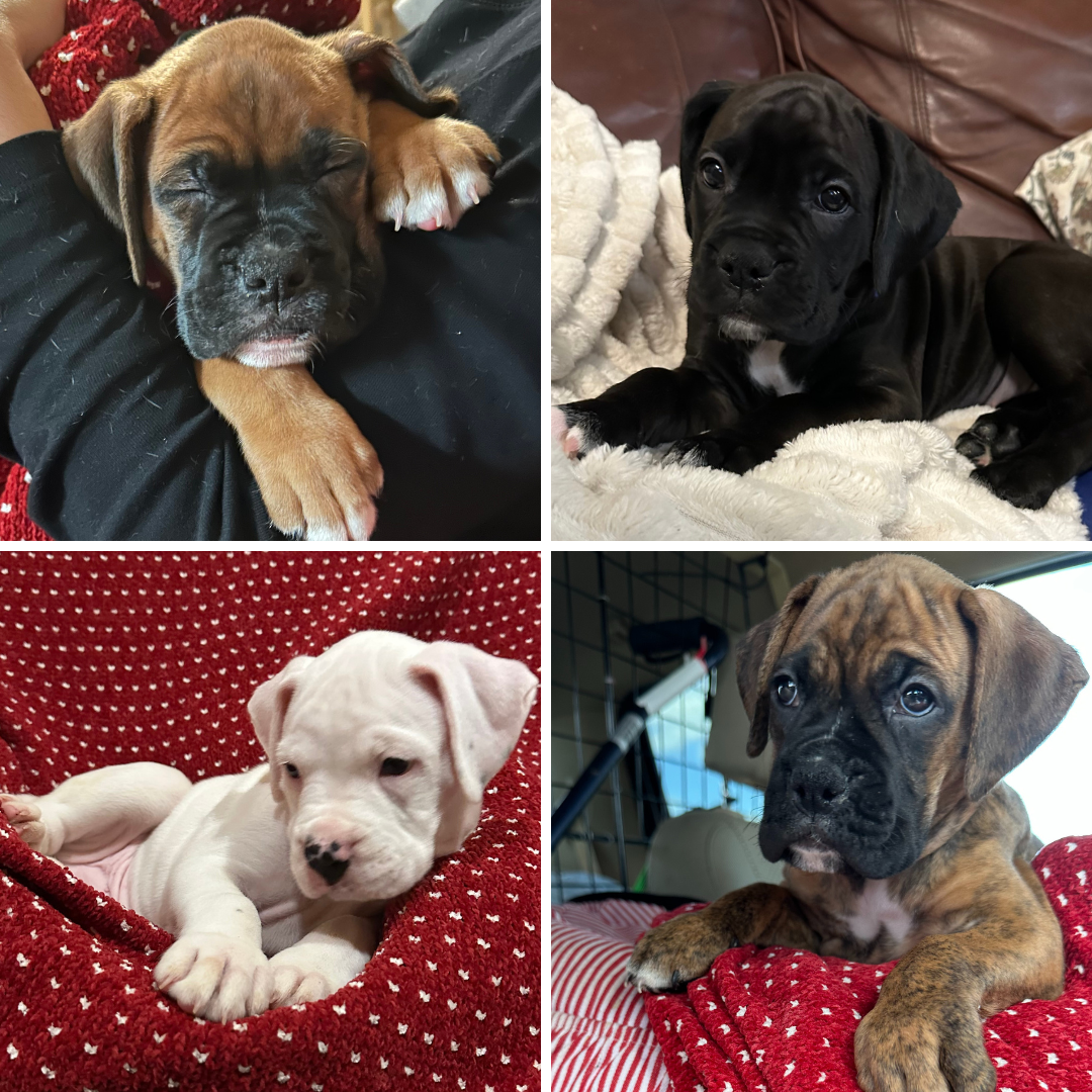 House of Onyx Boxers – Houston TX Boxer Breeder