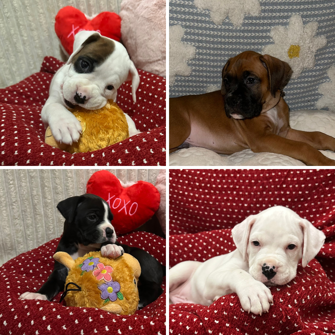 House of Onyx Boxers – Houston TX Boxer Breeder