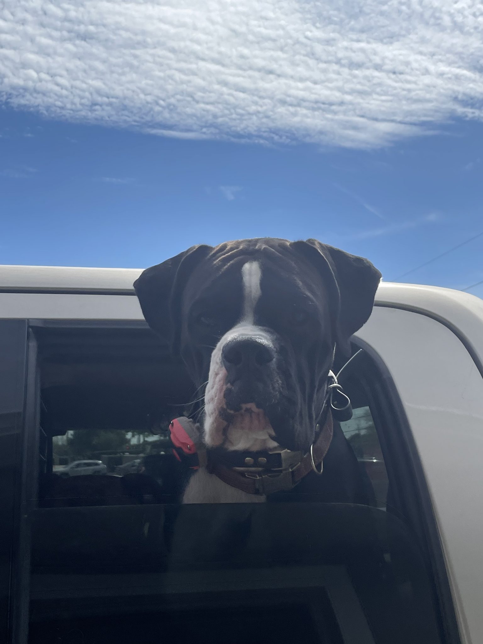 House of Onyx Boxers – Houston TX Boxer Breeder