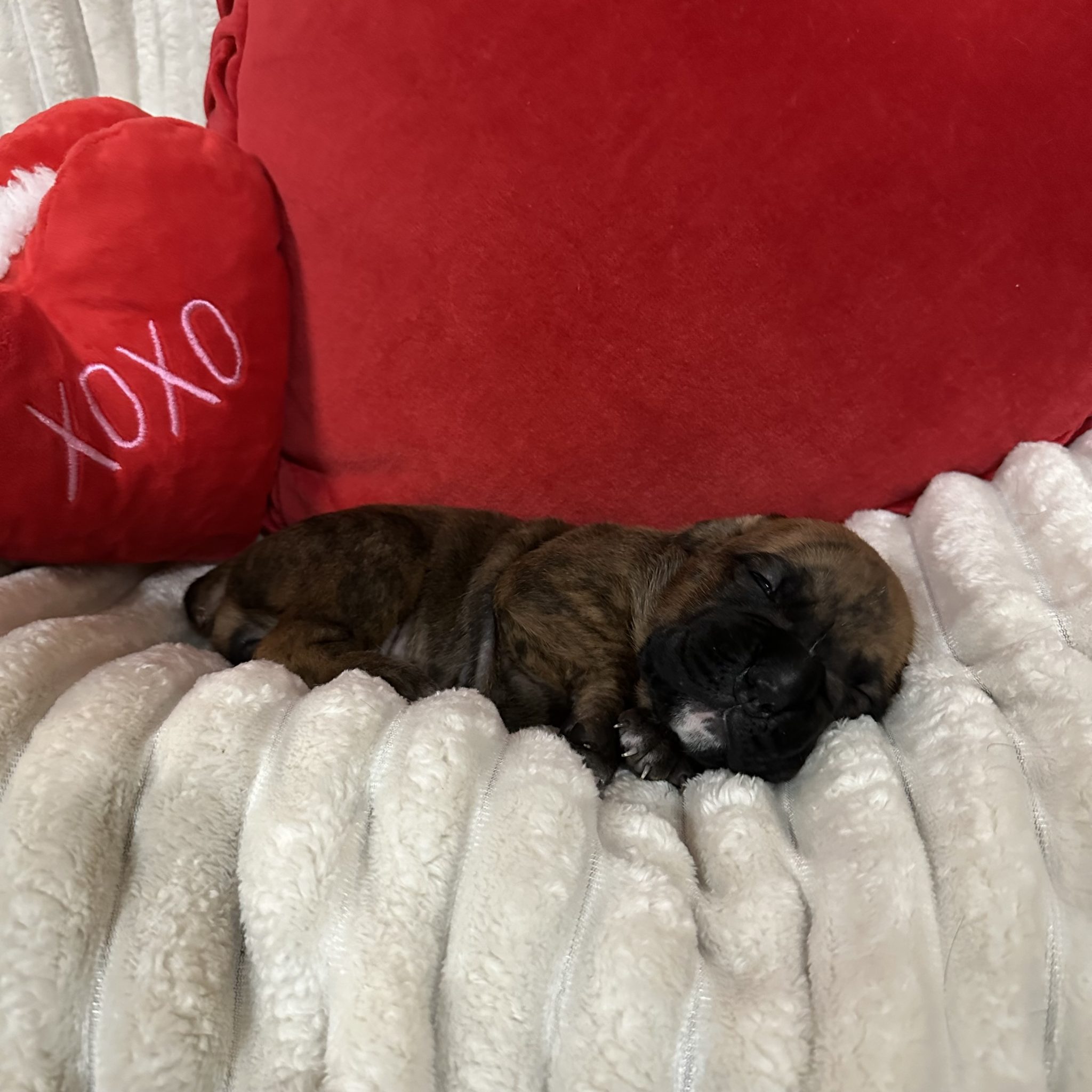 House of Onyx Boxers – Houston TX Boxer Breeder