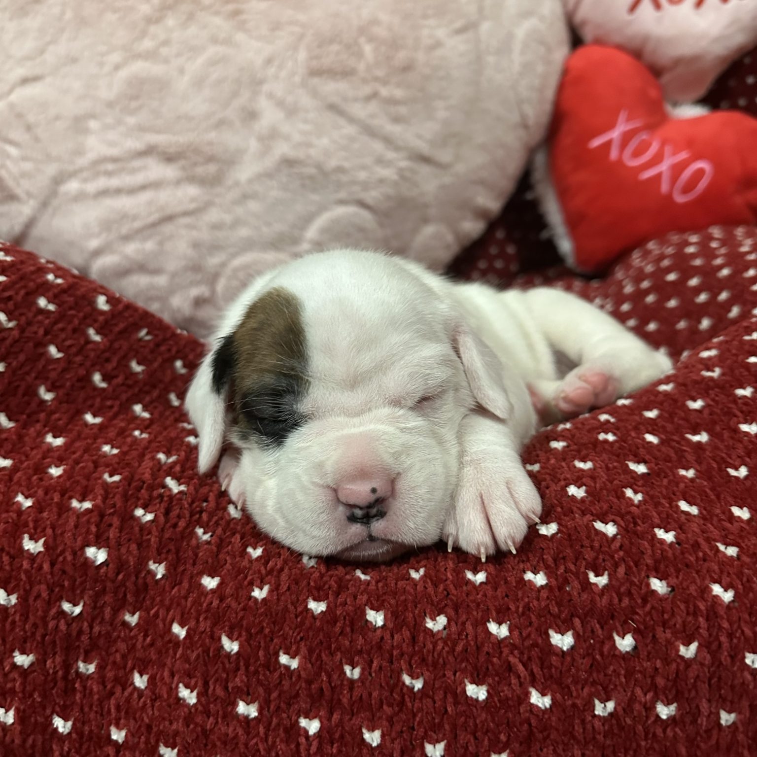 House of Onyx Boxers – Houston TX Boxer Breeder