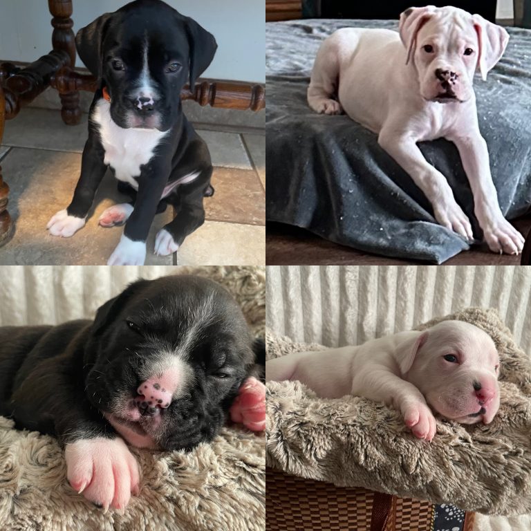 House of Onyx Boxers – Houston TX Boxer Breeder