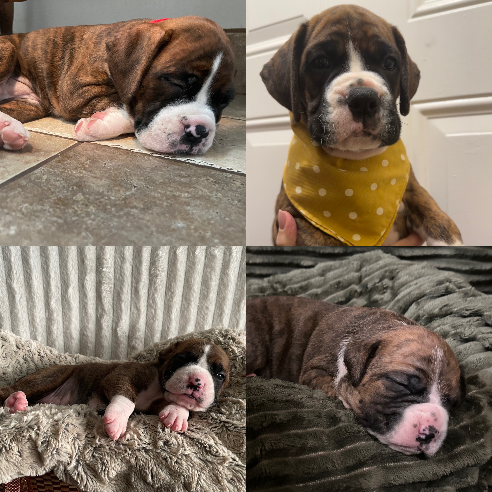 House of Onyx Boxers – Houston TX Boxer Breeder
