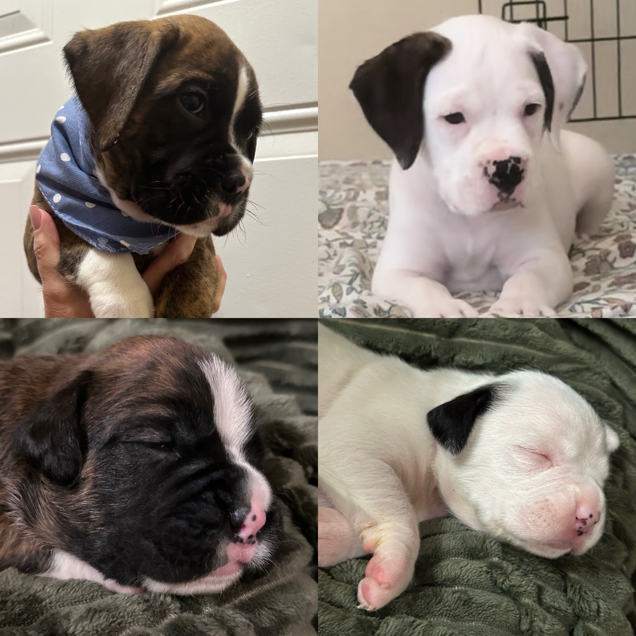 House of Onyx Boxers – Houston TX Boxer Breeder