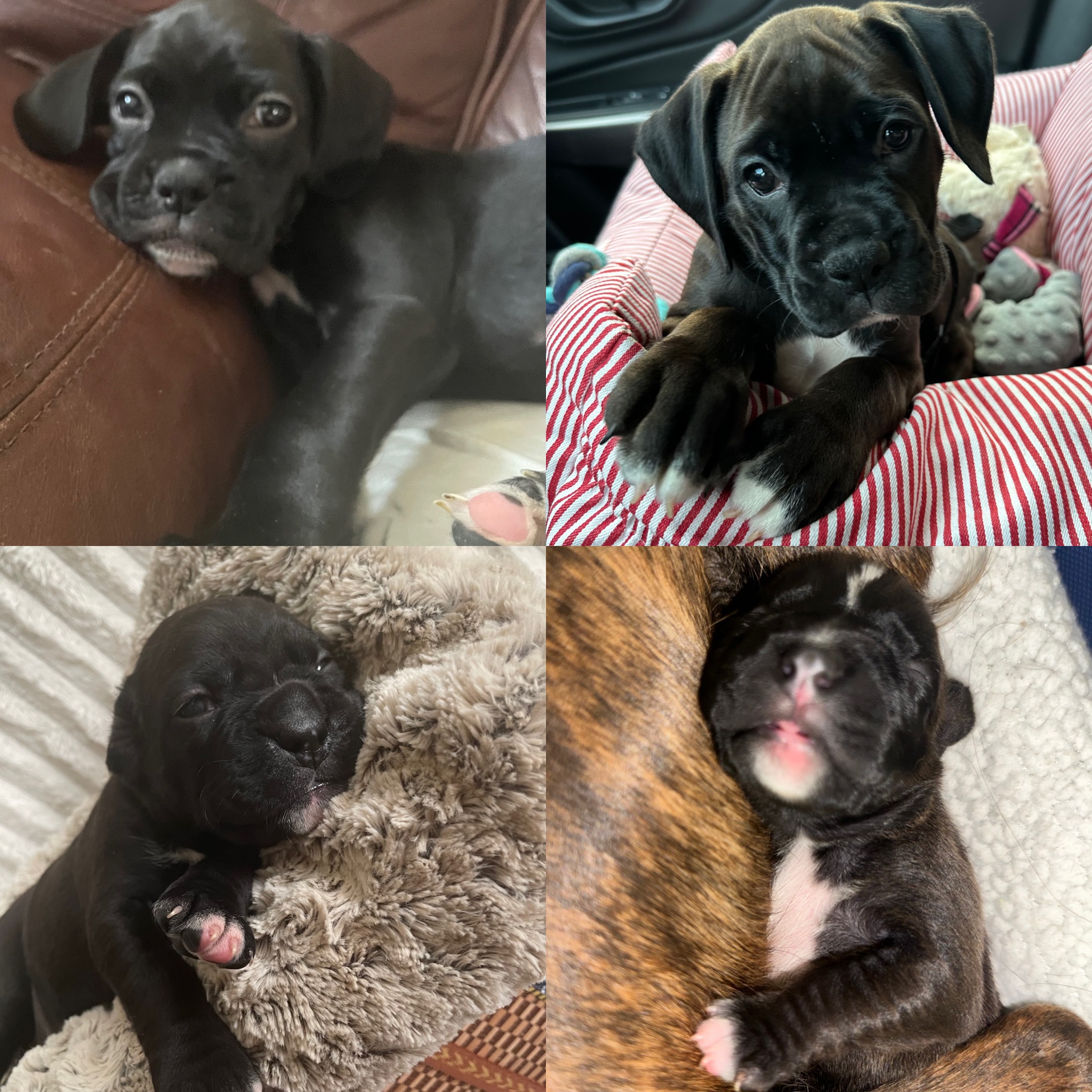 House of Onyx Boxers – Houston TX Boxer Breeder