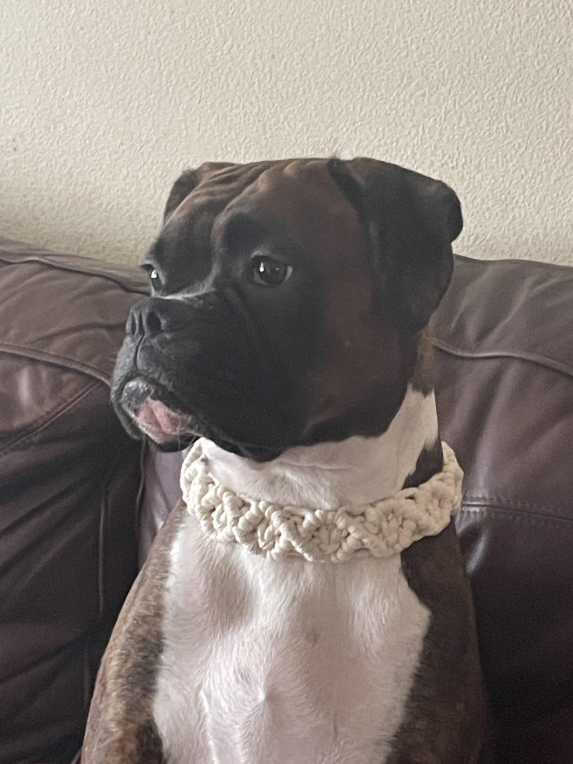 House of Onyx Boxers – Houston TX Boxer Breeder