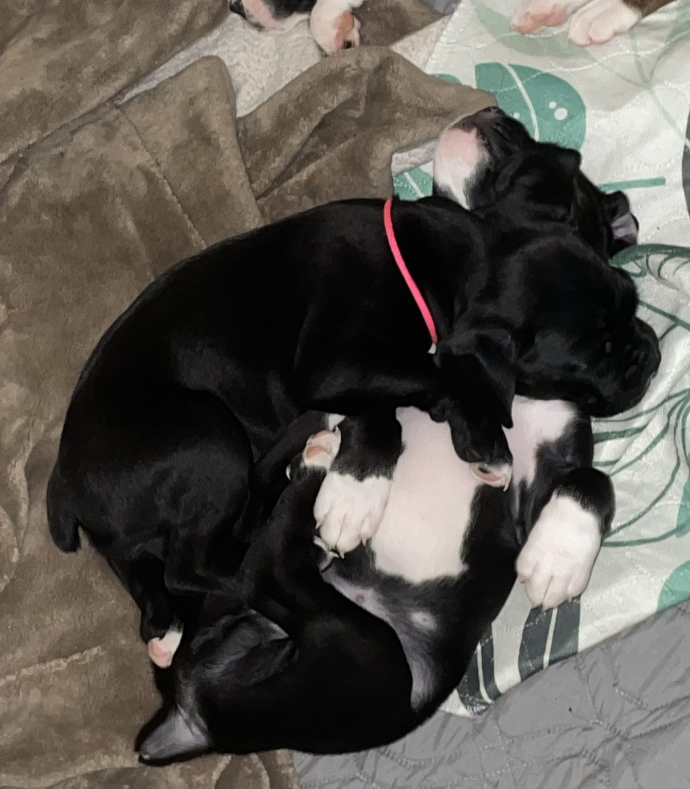 House of Onyx Boxers – Houston TX Boxer Breeder