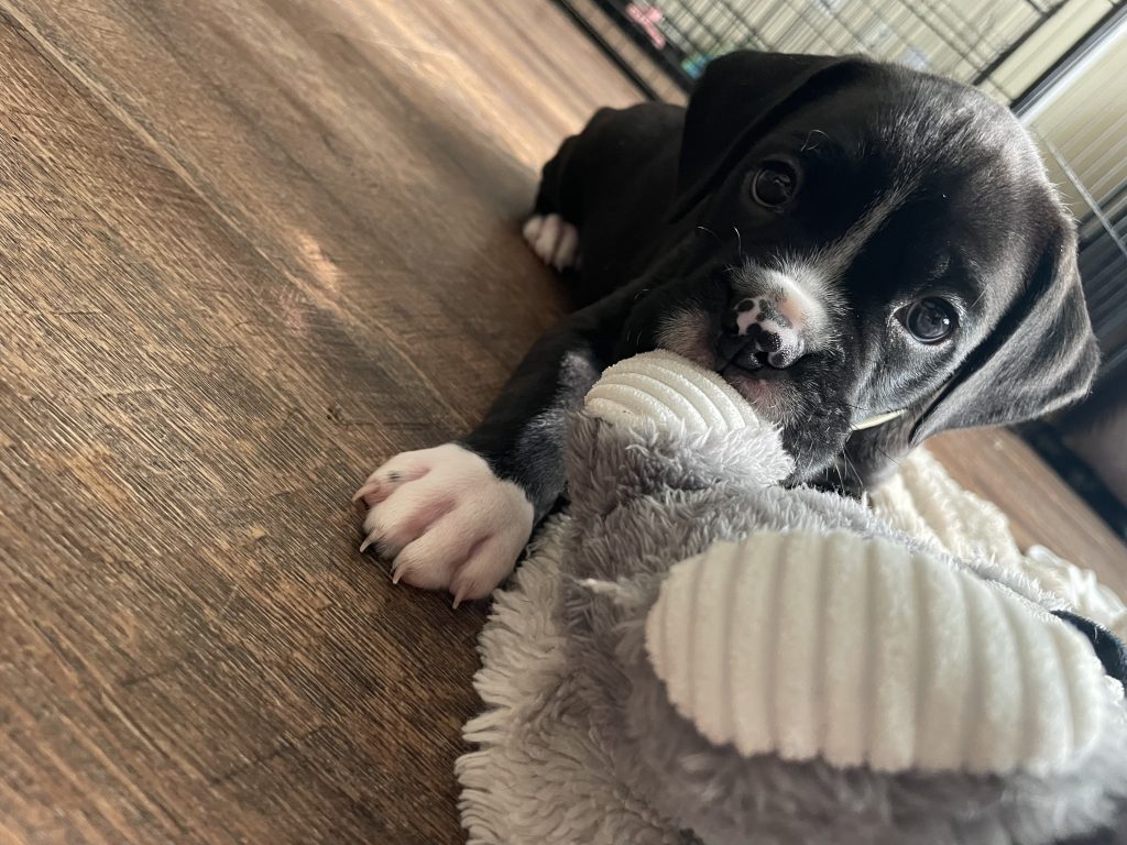 House of Onyx Boxers – Houston TX Boxer Breeder