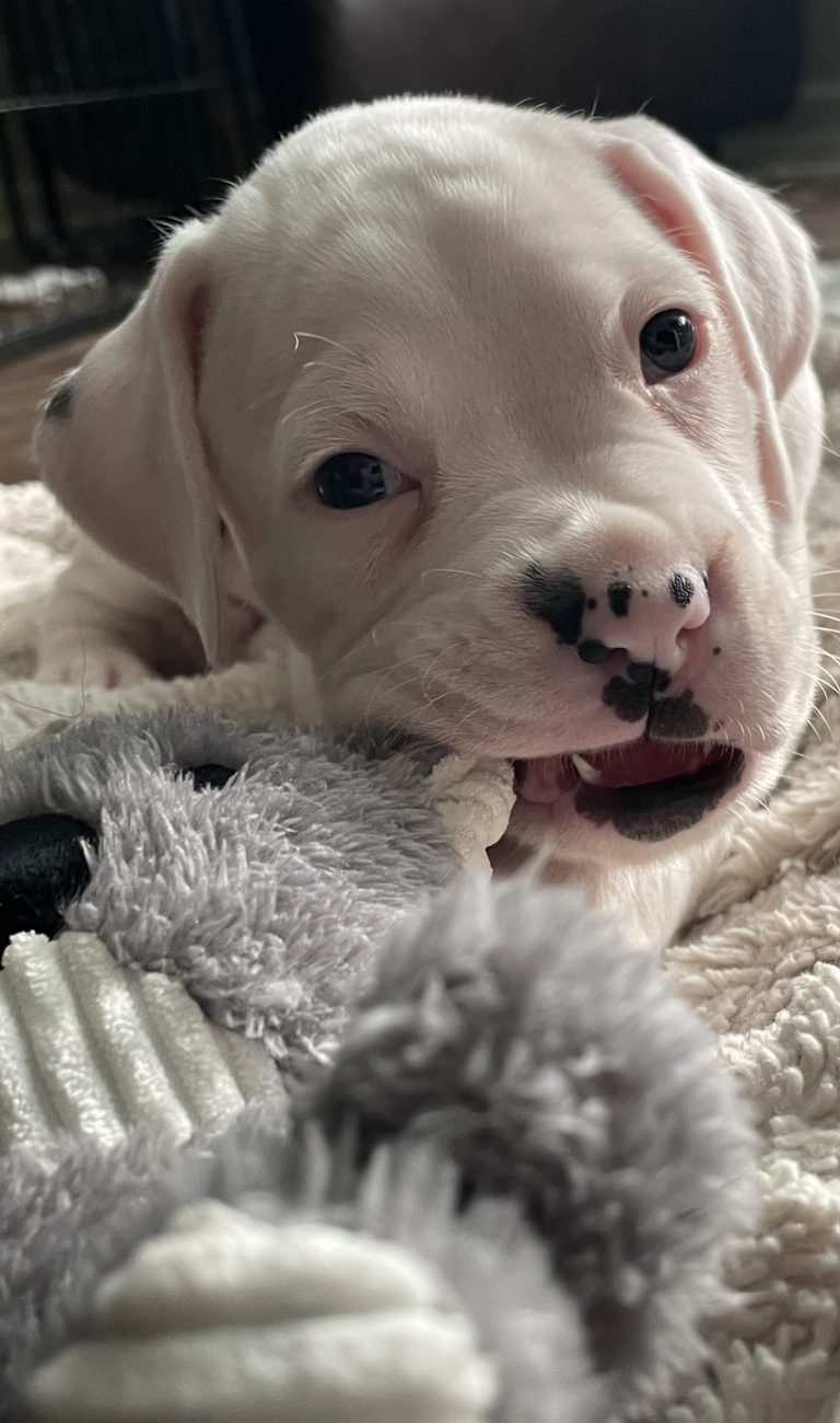 House of Onyx Boxers – Houston TX Boxer Breeder