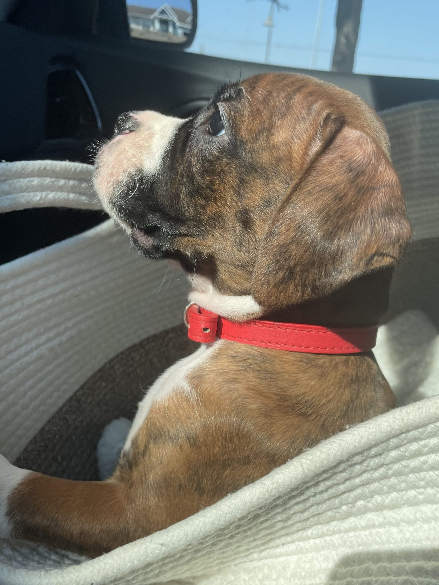House of Onyx Boxers – Houston TX Boxer Breeder