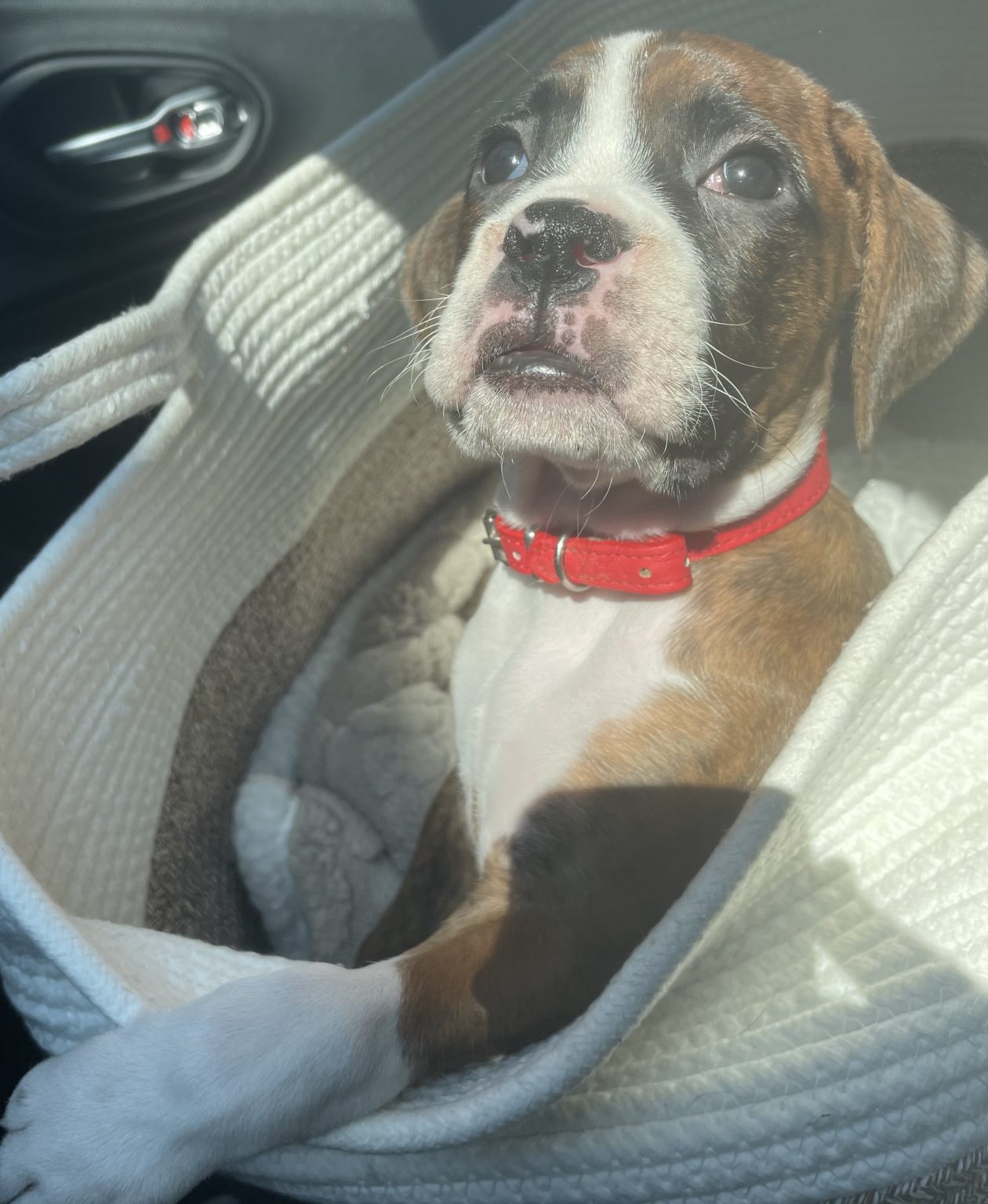 House of Onyx Boxers – Houston TX Boxer Breeder