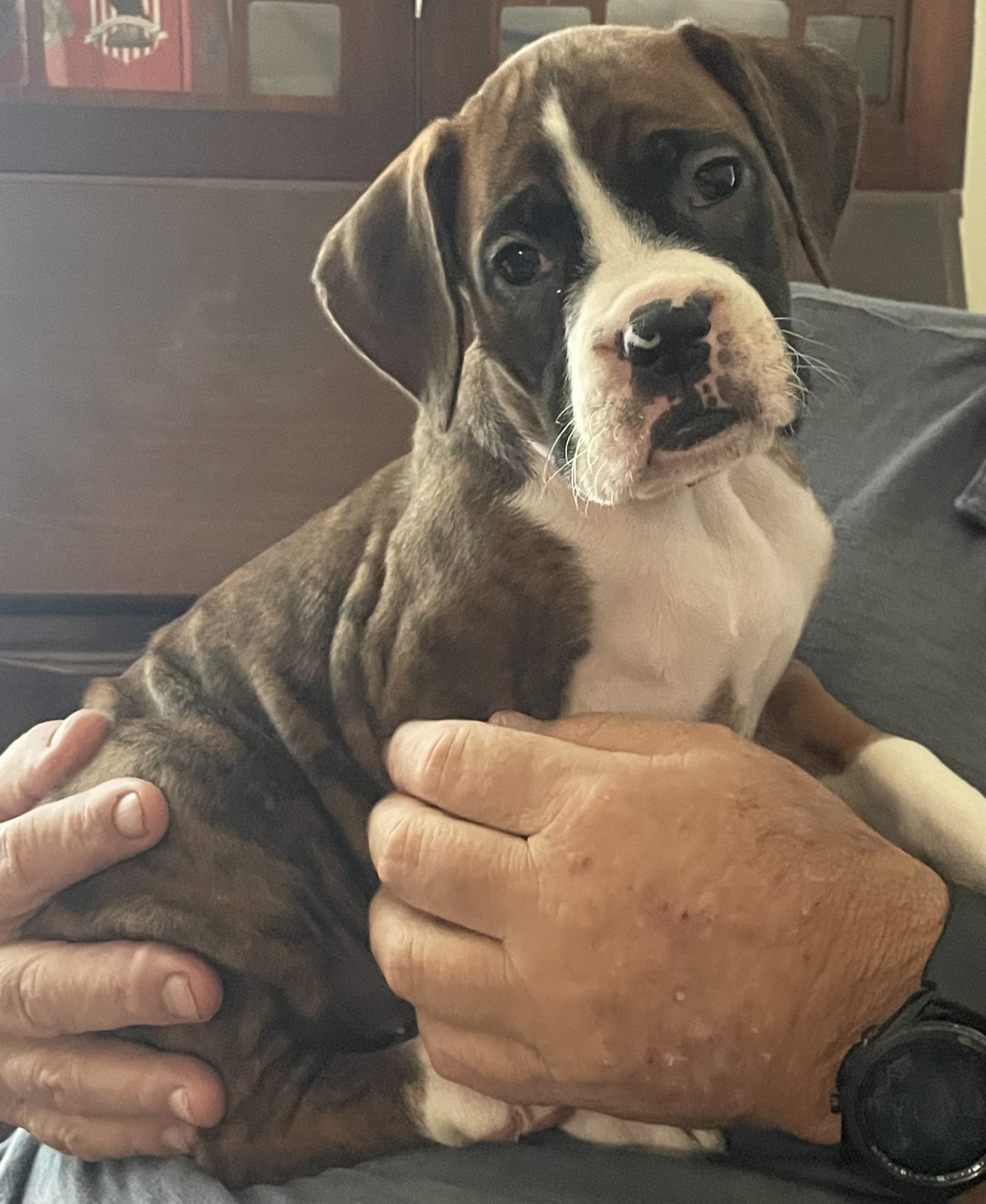 House of Onyx Boxers – Houston TX Boxer Breeder