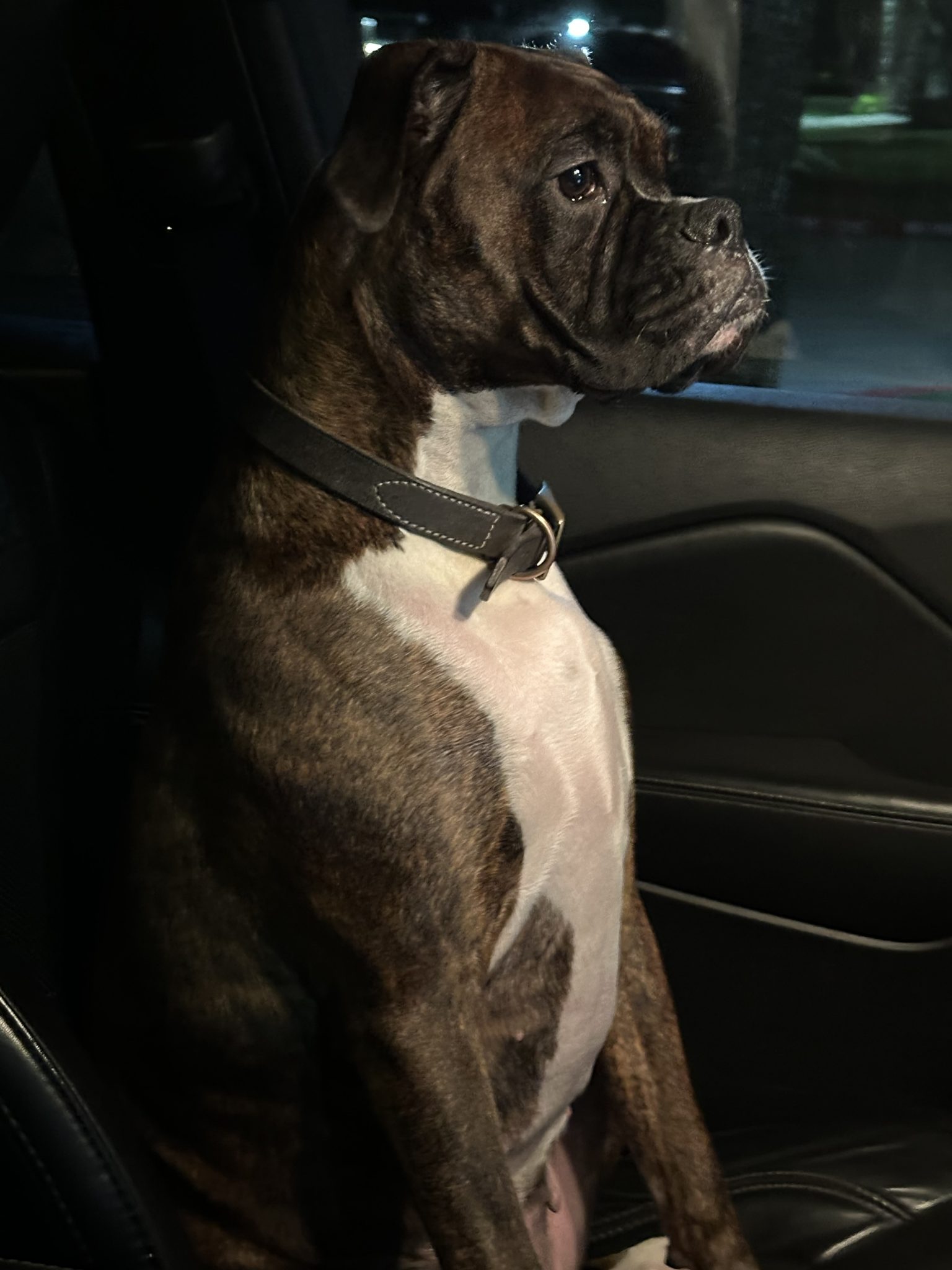 House of Onyx Boxers – Houston TX Boxer Breeder
