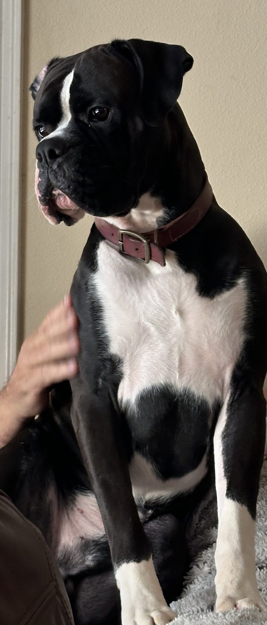 House of Onyx Boxers – Houston TX Boxer Breeder