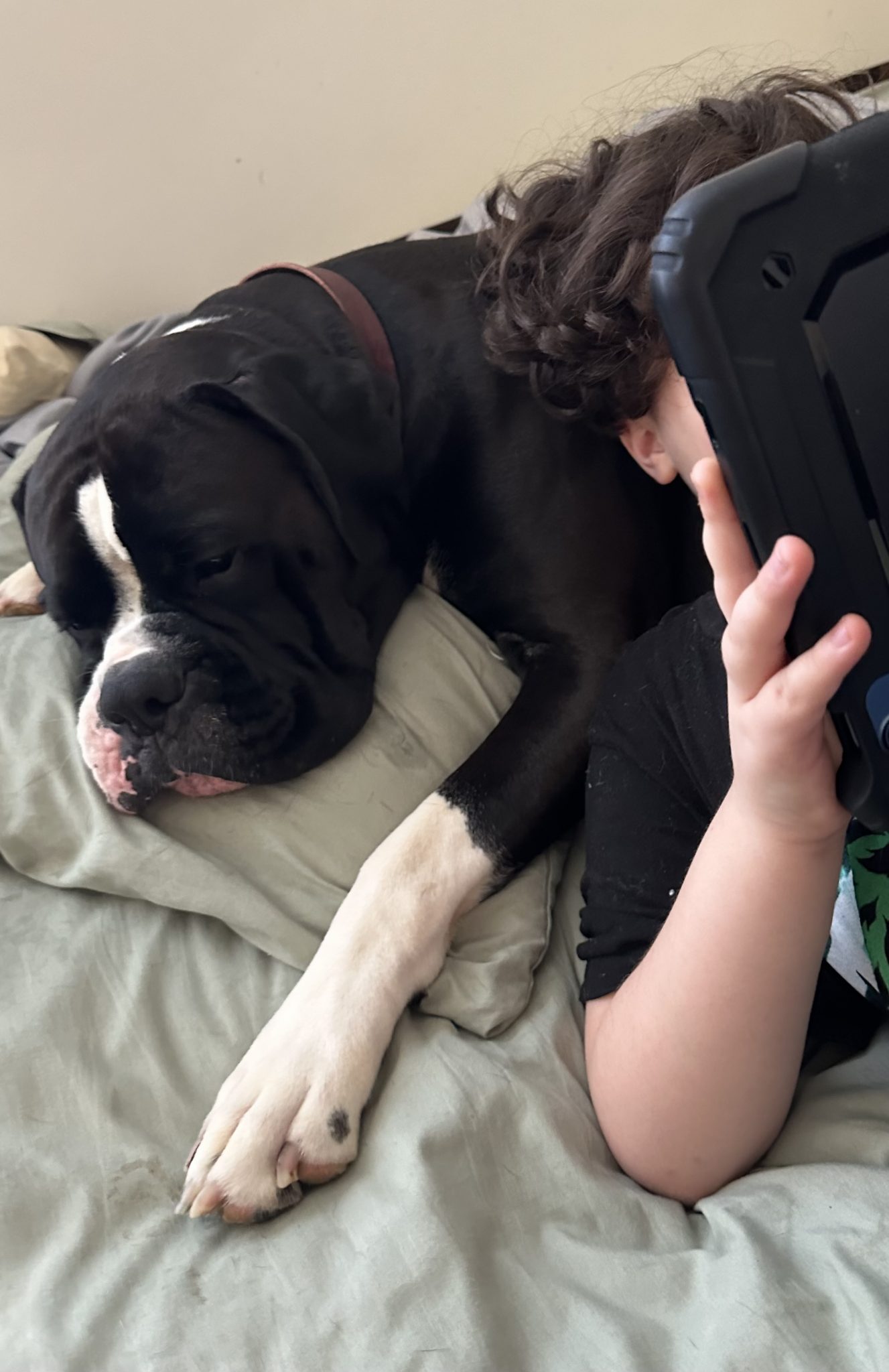 House of Onyx Boxers – Houston TX Boxer Breeder