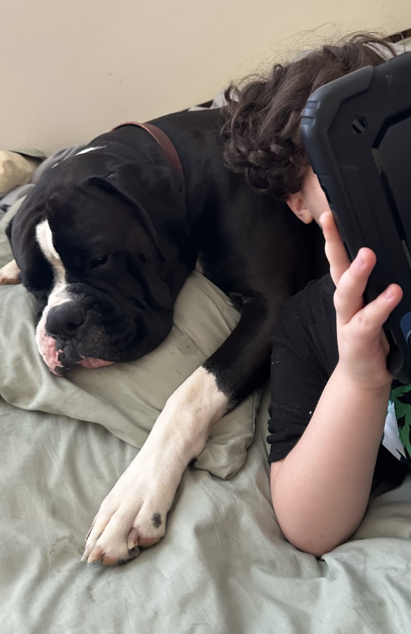 House of Onyx Boxers – Houston TX Boxer Breeder