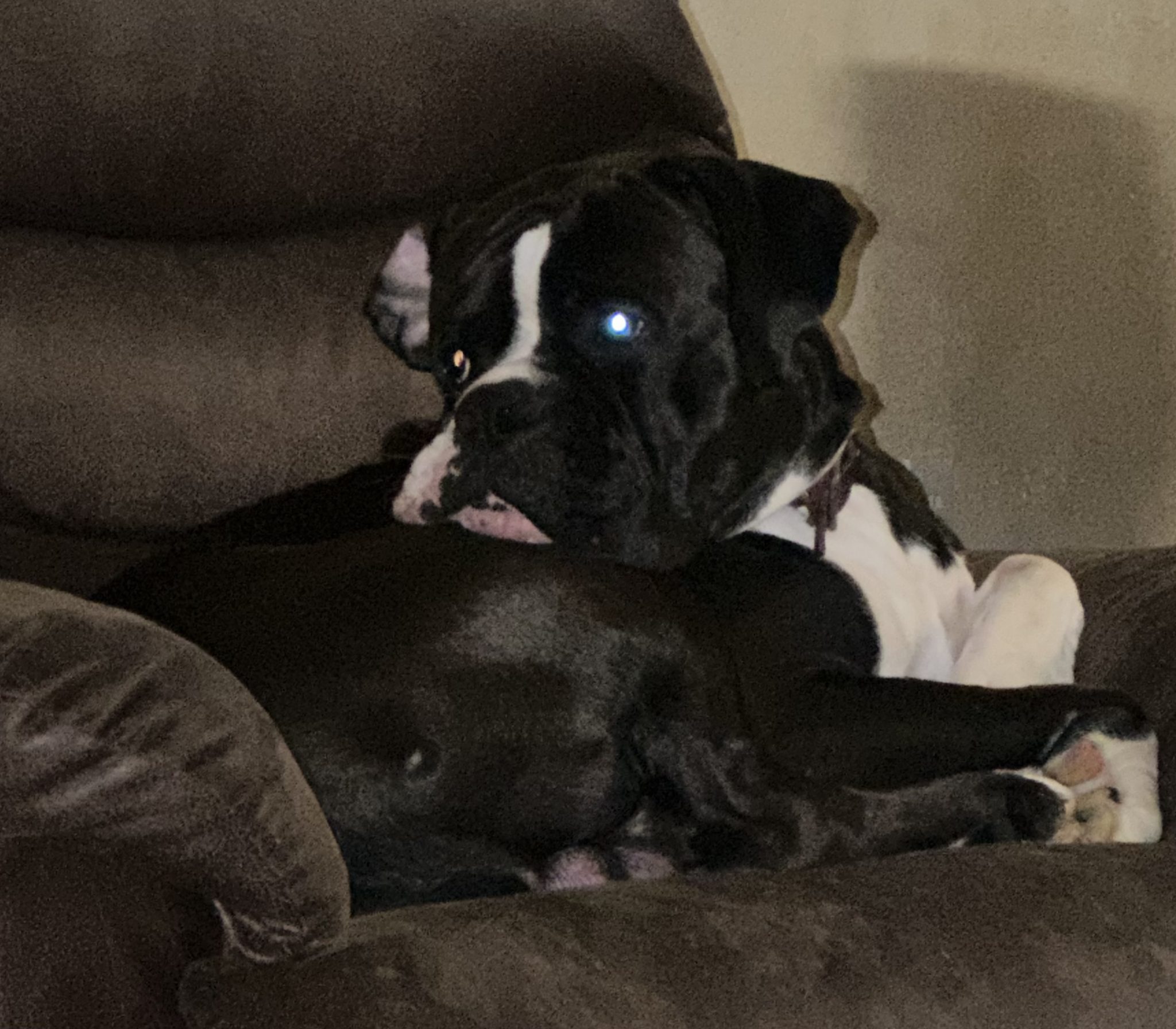 House of Onyx Boxers – Houston TX Boxer Breeder