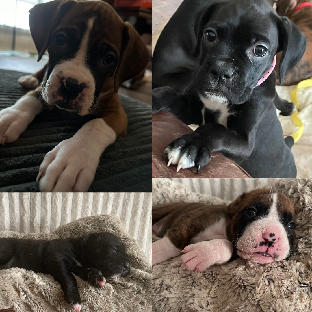 House of Onyx Boxers – Houston TX Boxer Breeder