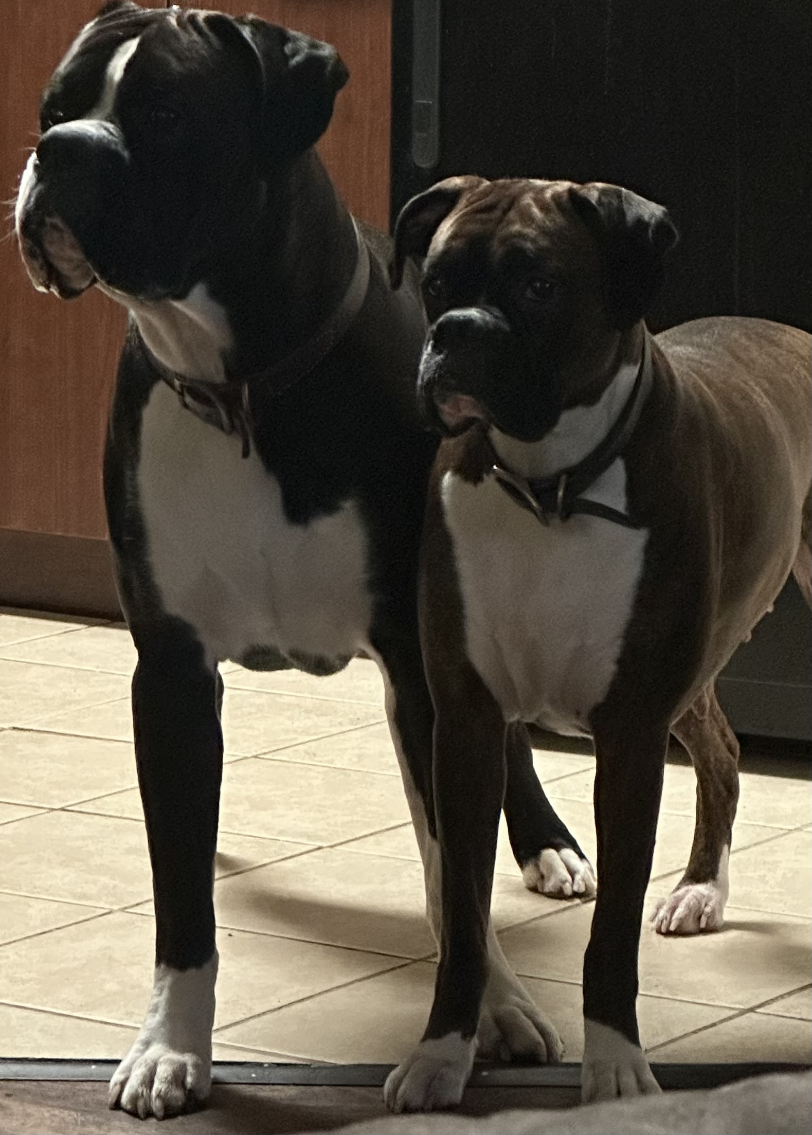 House of Onyx Boxers – Houston TX Boxer Breeder