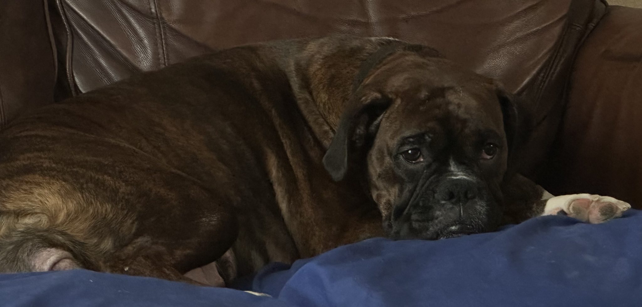 House of Onyx Boxers – Houston TX Boxer Breeder