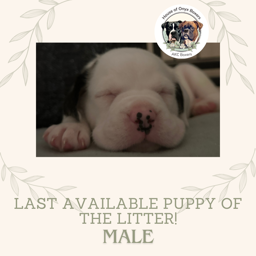 House of Onyx Boxers – Houston TX Boxer Breeder