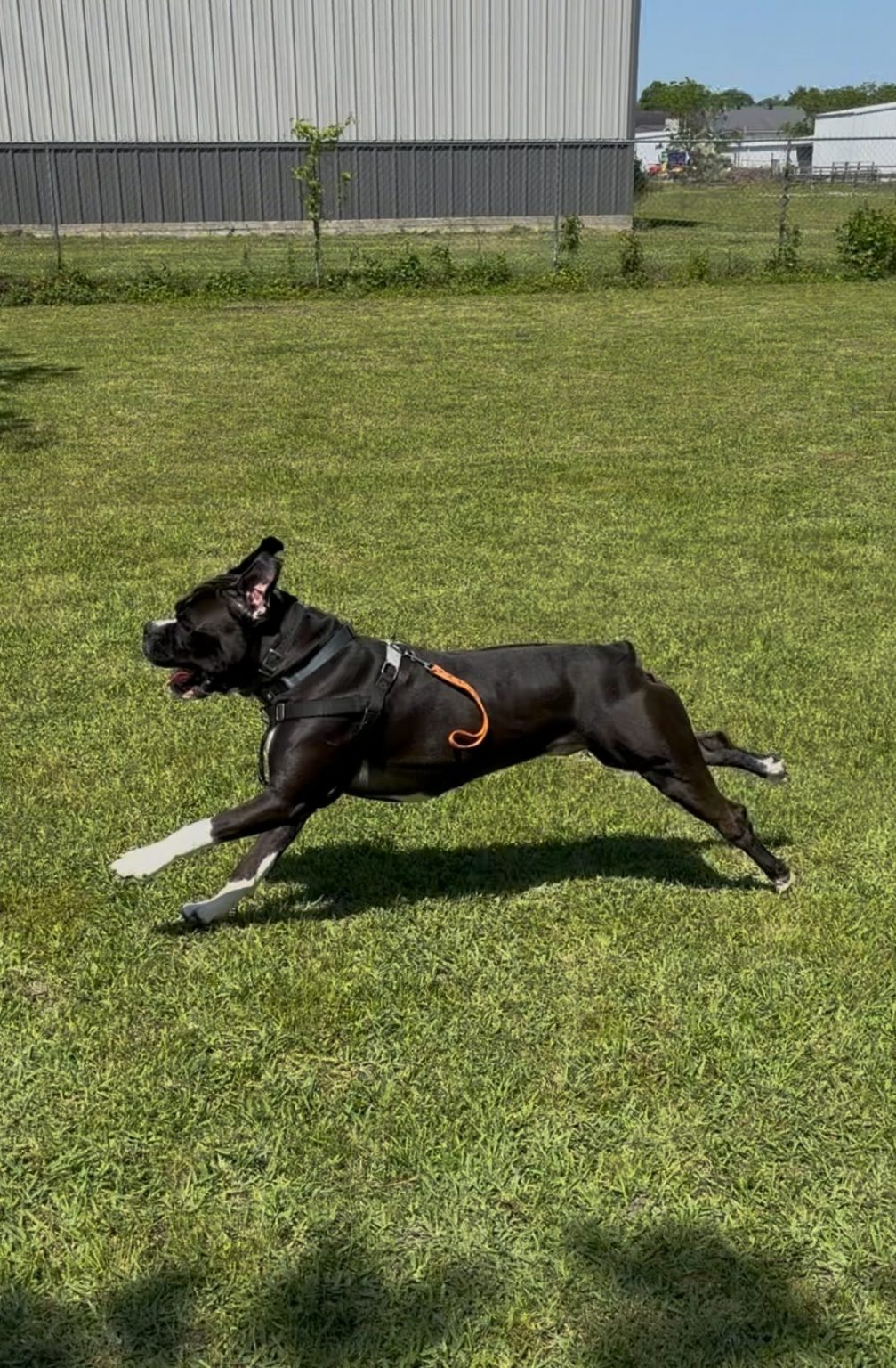 House of Onyx Boxers – Houston TX Boxer Breeder