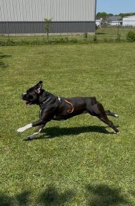 House of Onyx Boxers – Houston TX Boxer Breeder